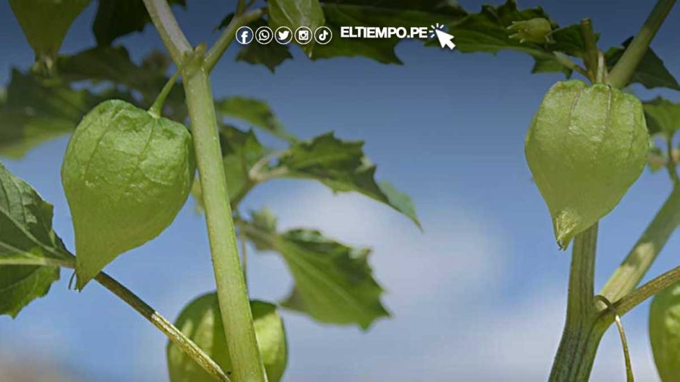La mullaca, una súper fruta peruana que previene el Alzhéimer y ...